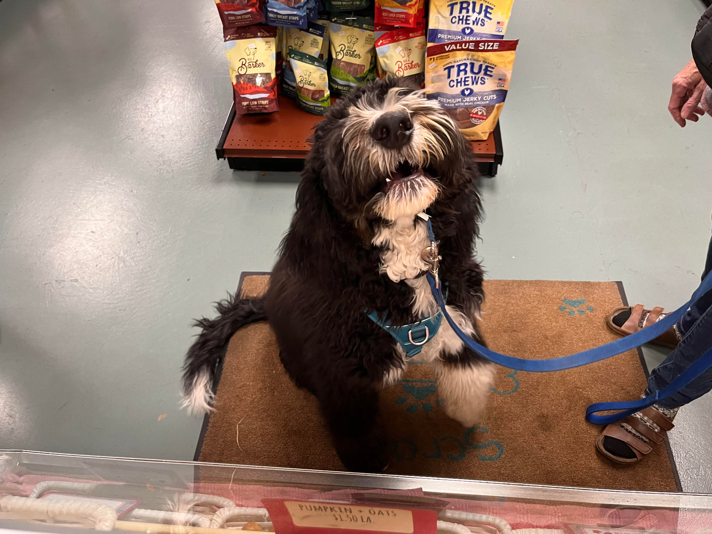 Scraps Dog Bakery at Mountain Mutts